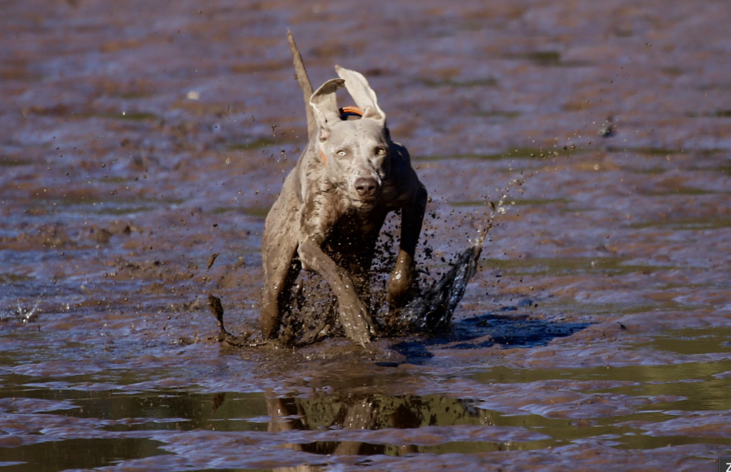 Technical Archives - TPGi